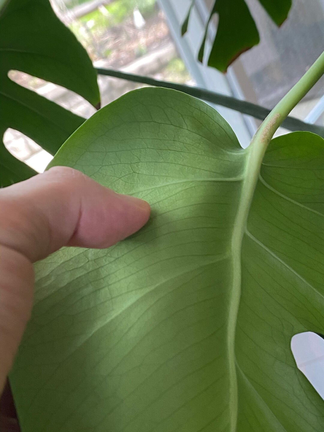 Monstera deliciosa vs. borsigiana: Here is the Real Truth