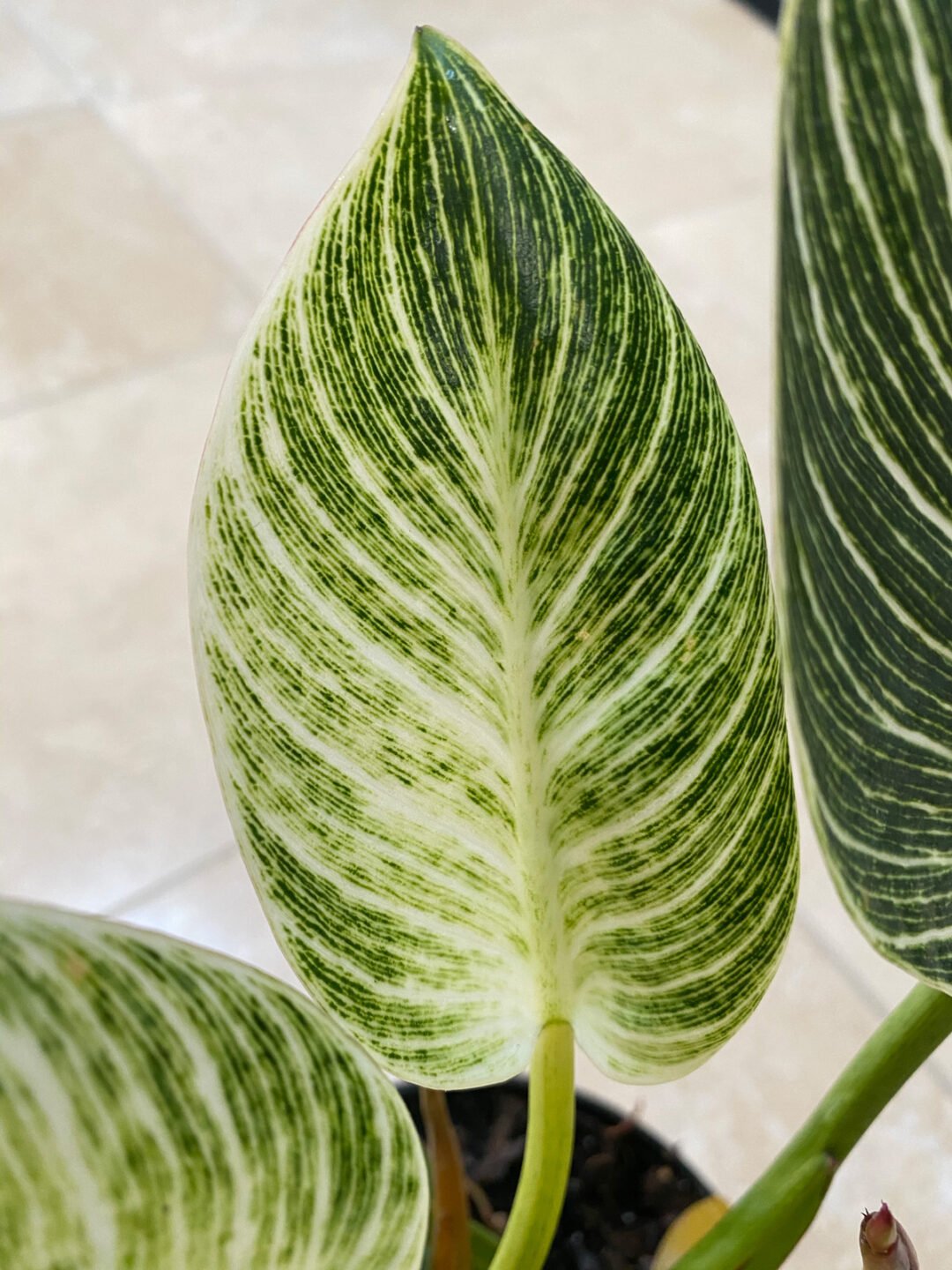 Philodendron Birkin: 7 Expert Tips For a Thriving Plant