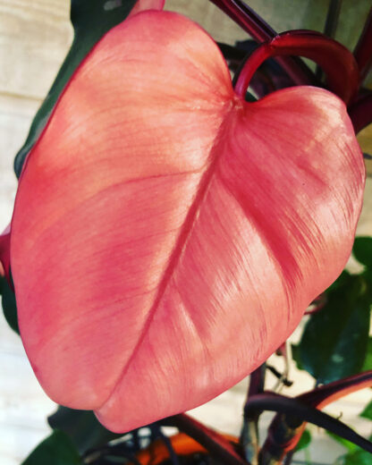 Philodendron Pink Princess: 7 Ultimate Growing Tips & Tricks