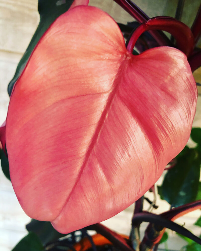 Philodendron Pink Princess: 7 Ultimate Growing Tips & Tricks