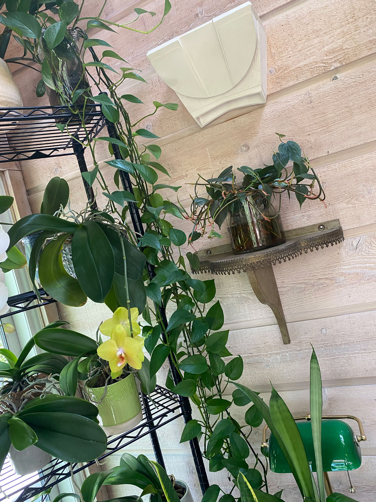 Growing Pothos in Water: 3 Amazingly Simple Steps to Succeed