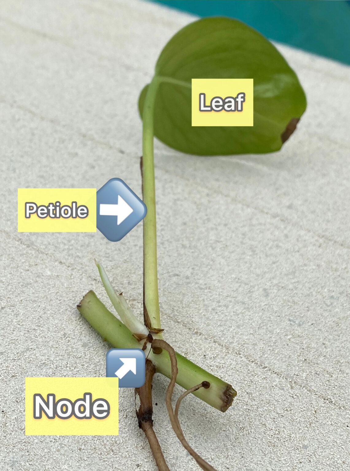 Growing Pothos in Water: 3 Amazingly Simple Steps to Succeed