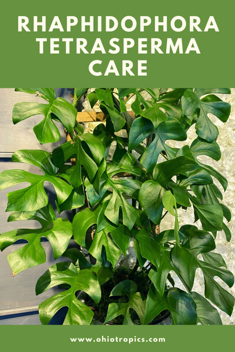 Rhaphidophora Tetrasperma - 7 Top Tips w/ Propagation Guide