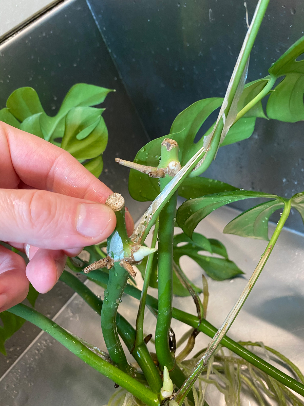 Rhaphidophora Tetrasperma - 7 Top Tips w/ Propagation Guide!