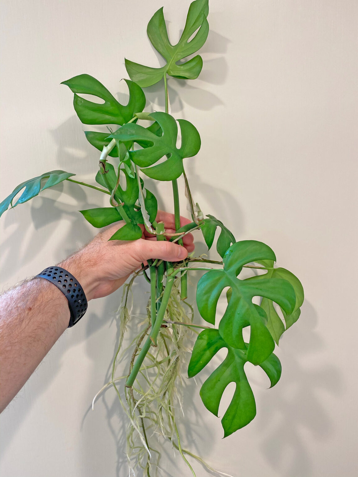 Rhaphidophora Tetrasperma - 7 Top Tips w/ Propagation Guide!