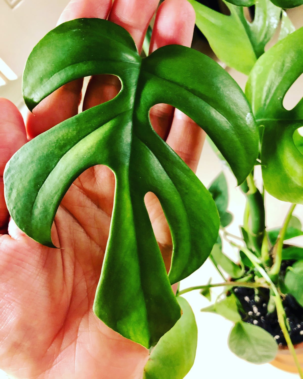 Rhaphidophora Tetrasperma - 7 Top Tips w/ Propagation Guide