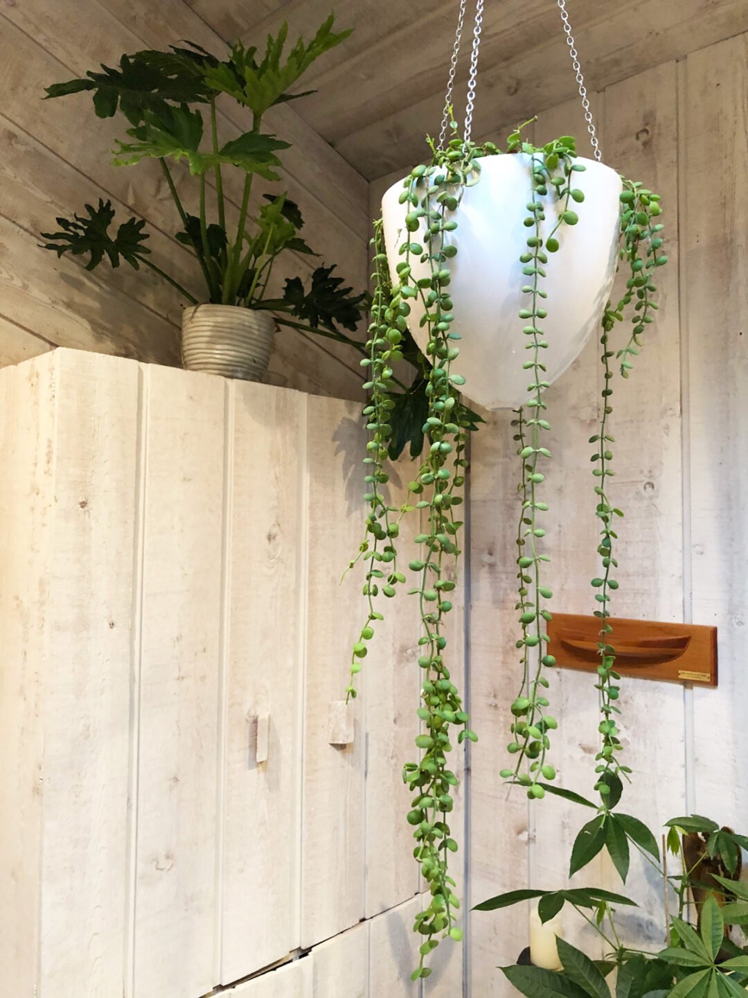 12 Amazing "String of..." Plants to Add to Your Collection