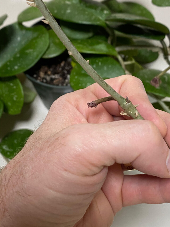 Hoya Obovata: 6 Expert Care, Flowering & Propagation Tips!