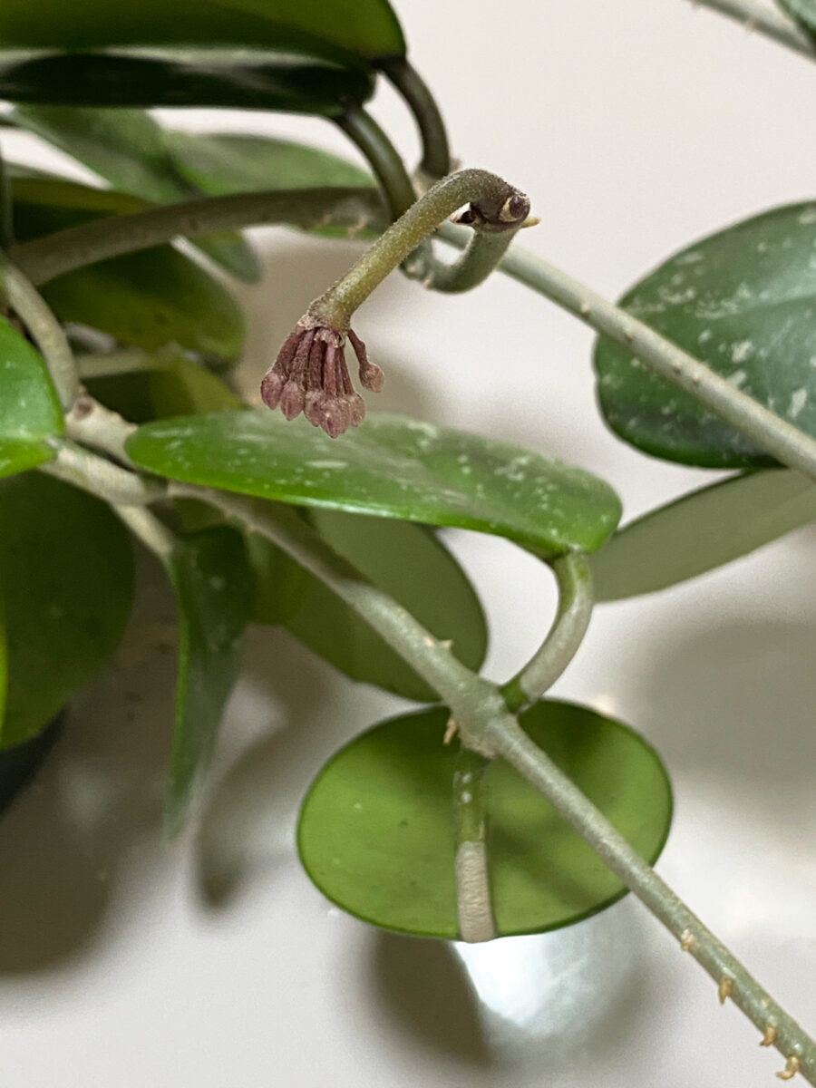 Hoya Obovata: 6 Expert Care, Flowering & Propagation Tips!
