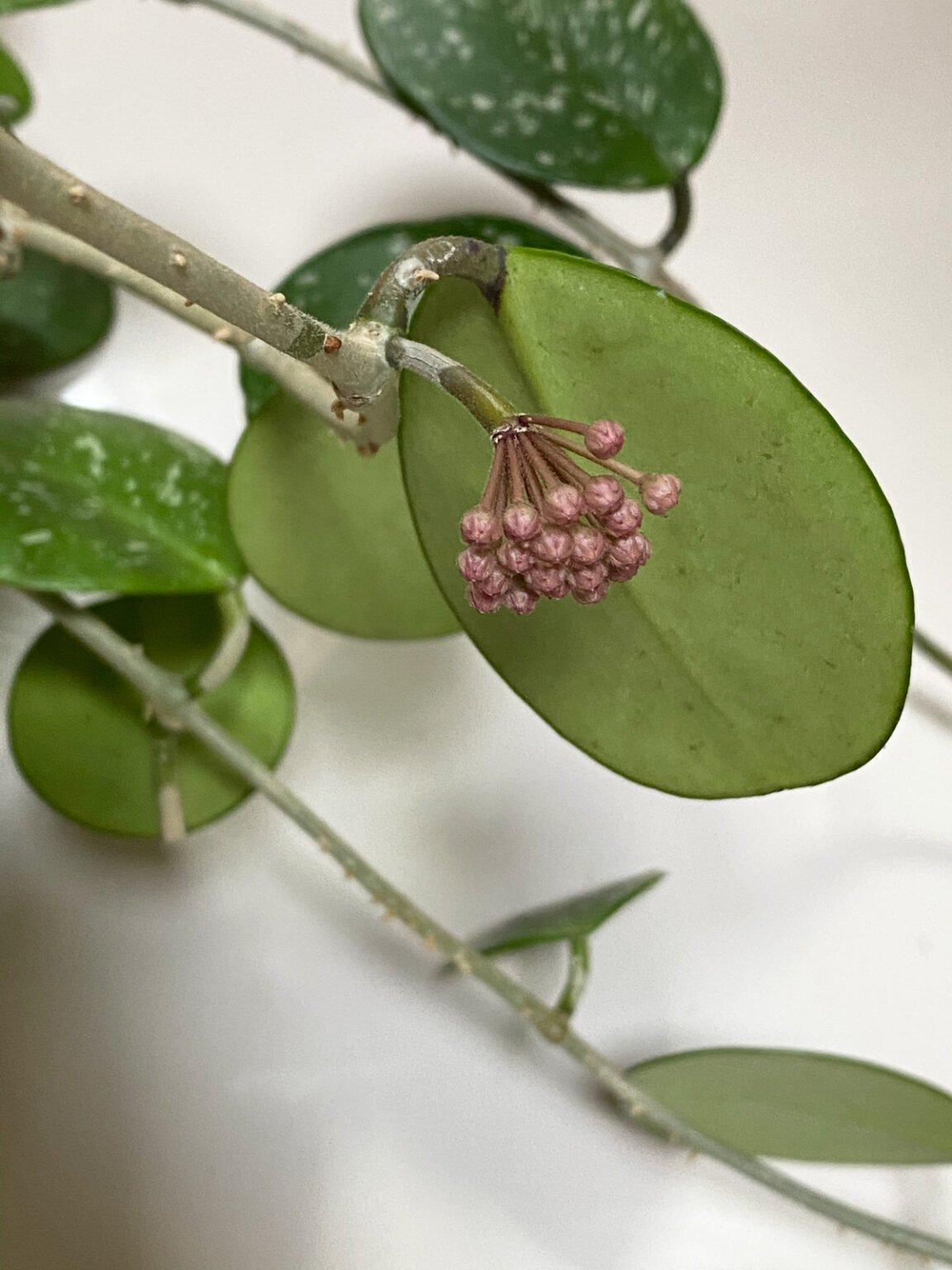 Hoya Obovata: 6 Expert Care, Flowering & Propagation Tips!