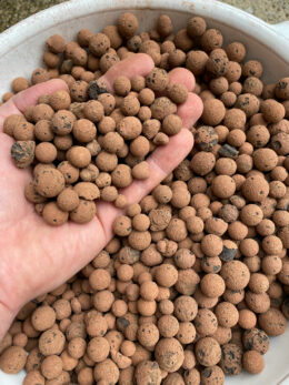 Growing Houseplants in LECA: Useful Tips to Get You Started