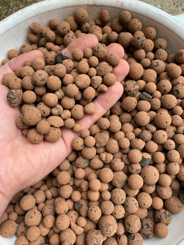 Growing Houseplants in LECA: Useful Tips to Get You Started