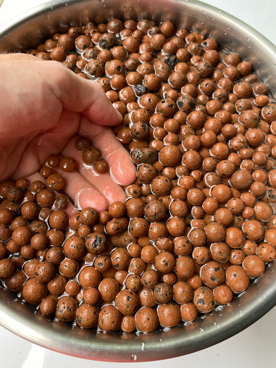 Growing Houseplants in LECA: Useful Tips to Get You Started