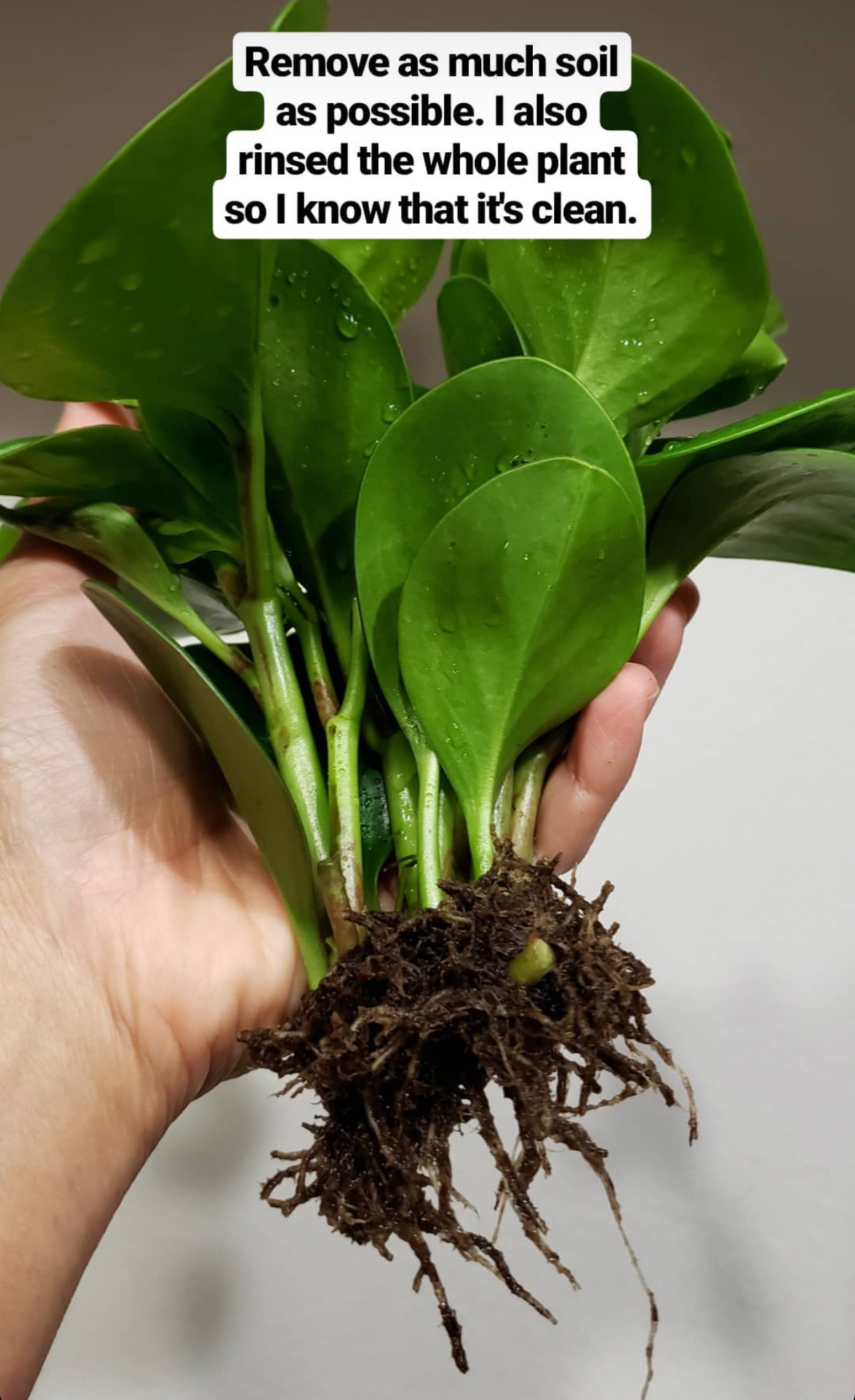 Growing Houseplants in LECA: Useful Tips to Get You Started