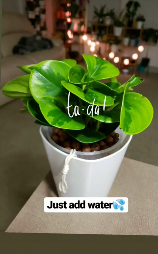 Growing Houseplants in LECA: Useful Tips to Get You Started