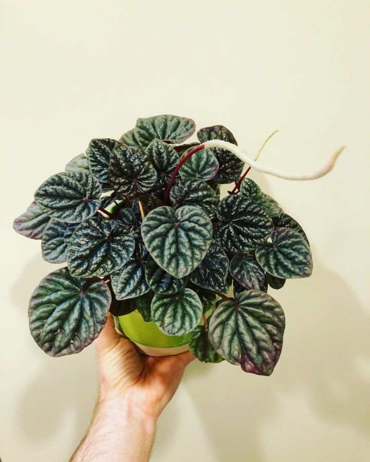 Peperomia Caperata Care: Top 7 Tips for a Thriving Plant