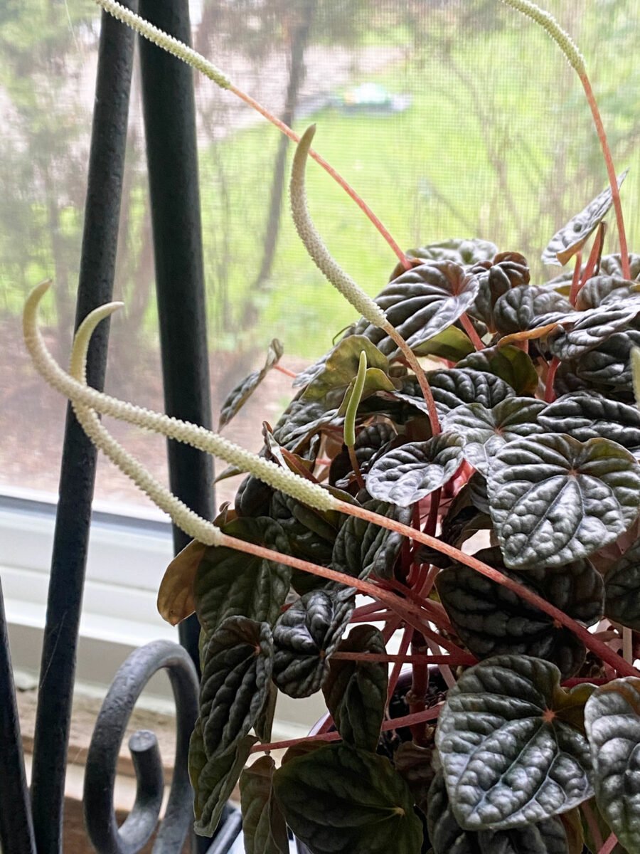 Peperomia Caperata Care: Top 7 Tips for a Thriving Plant