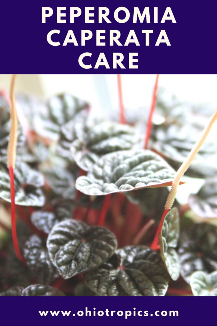 Peperomia Caperata Care: Top 7 Tips for a Thriving Plant