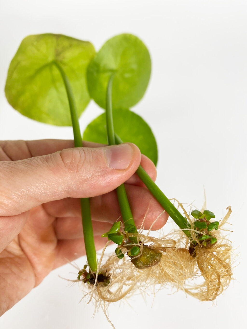 Pilea Peperomioides Propagation: 3 EASY, Fun Options to Try!