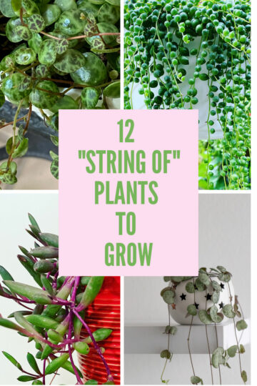 12 Amazing "String of..." Plants to Add to Your Collection