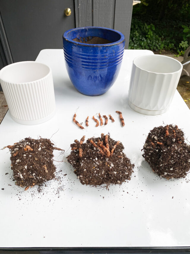 How to Plant Oxalis Bulbs (Corms) - Easy Guide With Photos