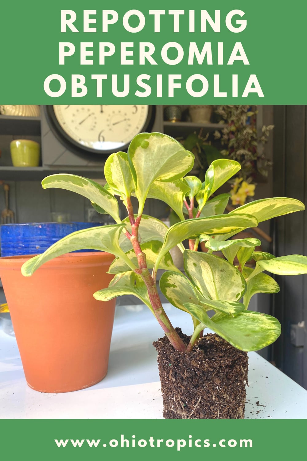 Repotting Peperomia Obtusifolia: 3 Simple Steps (w/ photos)