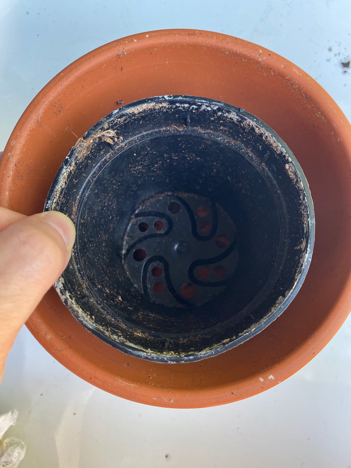 Repotting Peperomia Obtusifolia: 3 Simple Steps (w/ photos)