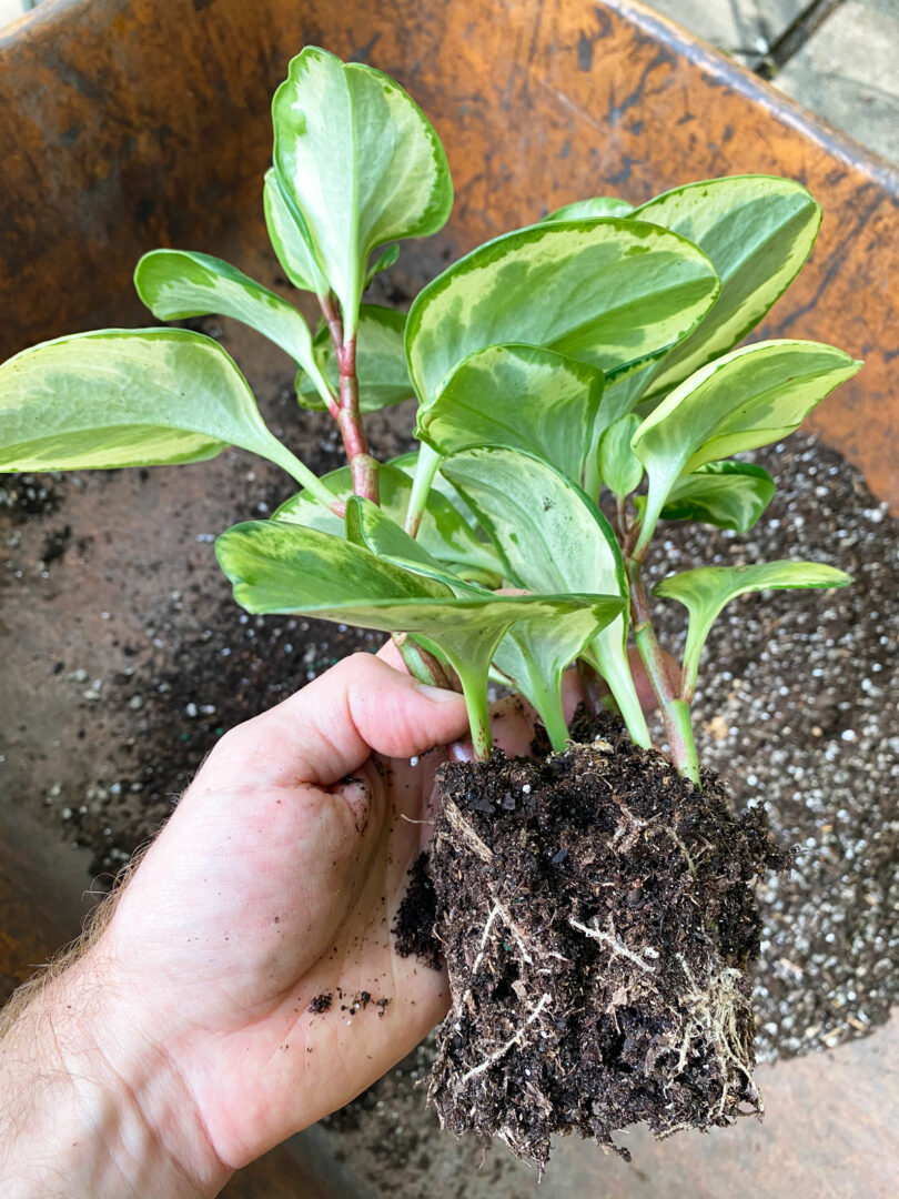 Repotting Peperomia Obtusifolia: 3 Simple Steps (w/ photos)