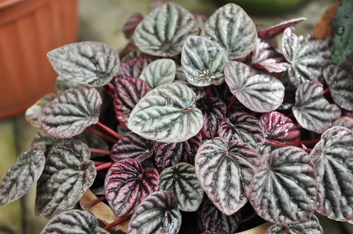 Peperomia Caperata Care: Top 7 Tips for a Thriving Plant