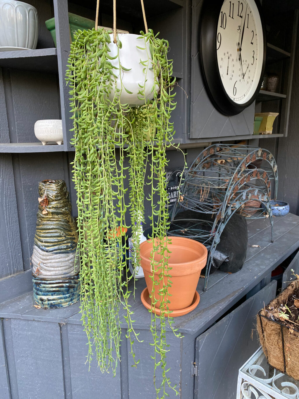 12 Amazing "String of..." Plants to Add to Your Collection