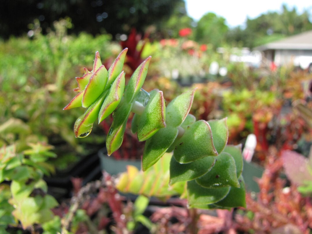 12 Amazing "String of..." Plants to Add to Your Collection