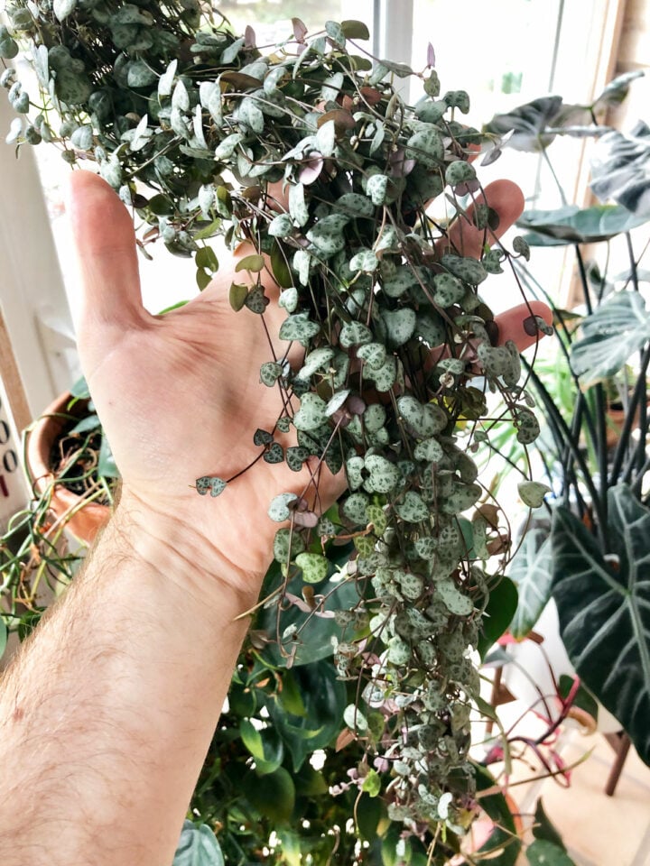 12 Amazing "String of..." Plants to Add to Your Collection