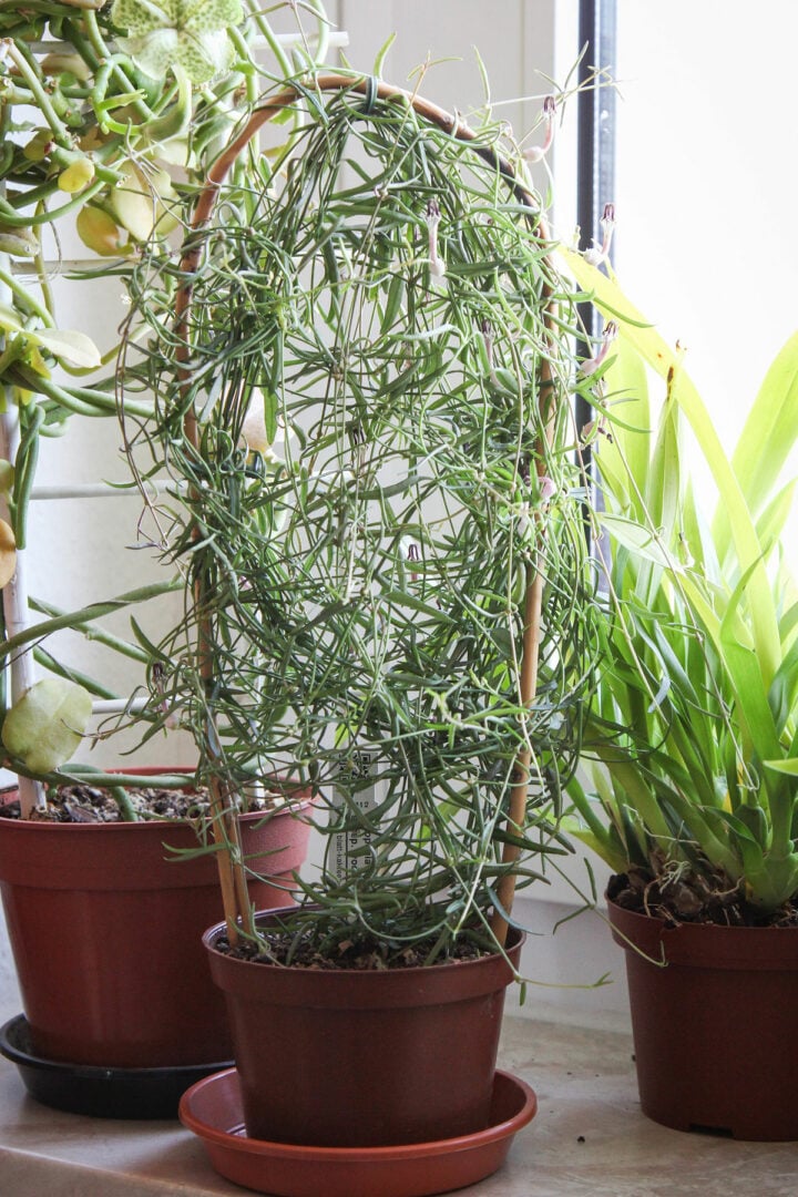 12 Amazing "String of..." Plants to Add to Your Collection