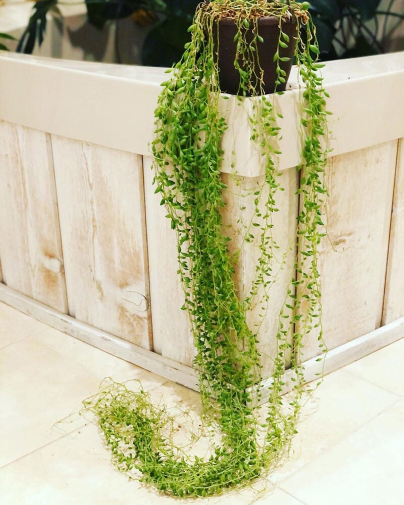 12 Amazing "String of..." Plants to Add to Your Collection