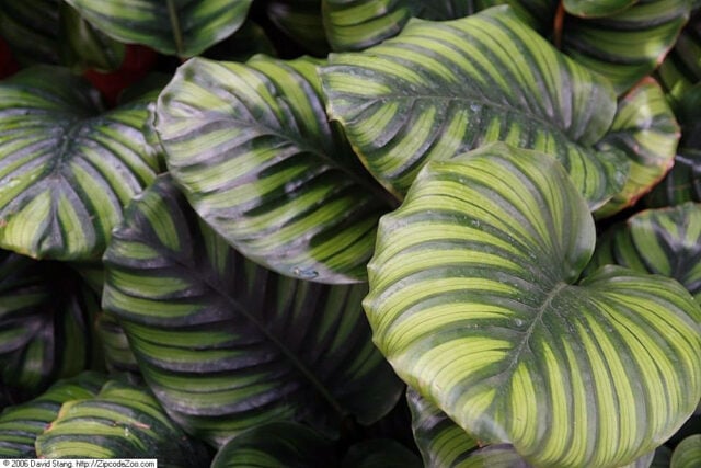 39 Stunning Calathea Varieties to Take Your Breath Away