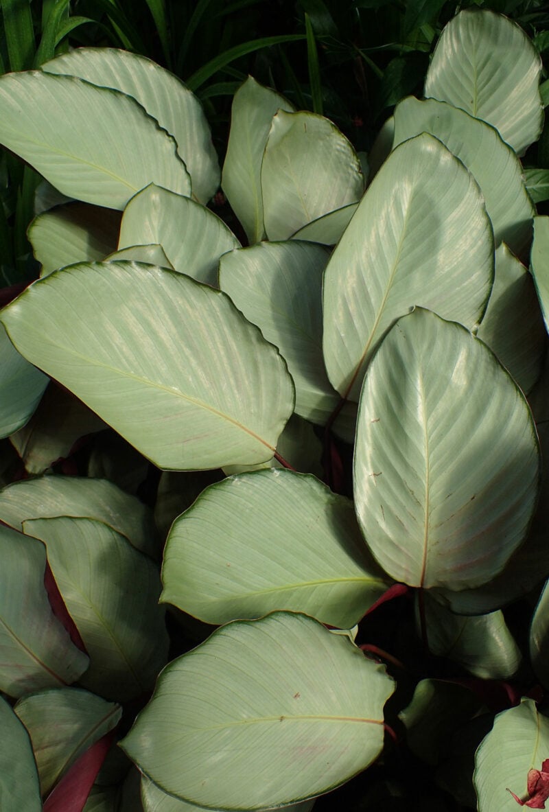 39 Stunning Calathea Varieties to Take Your Breath Away
