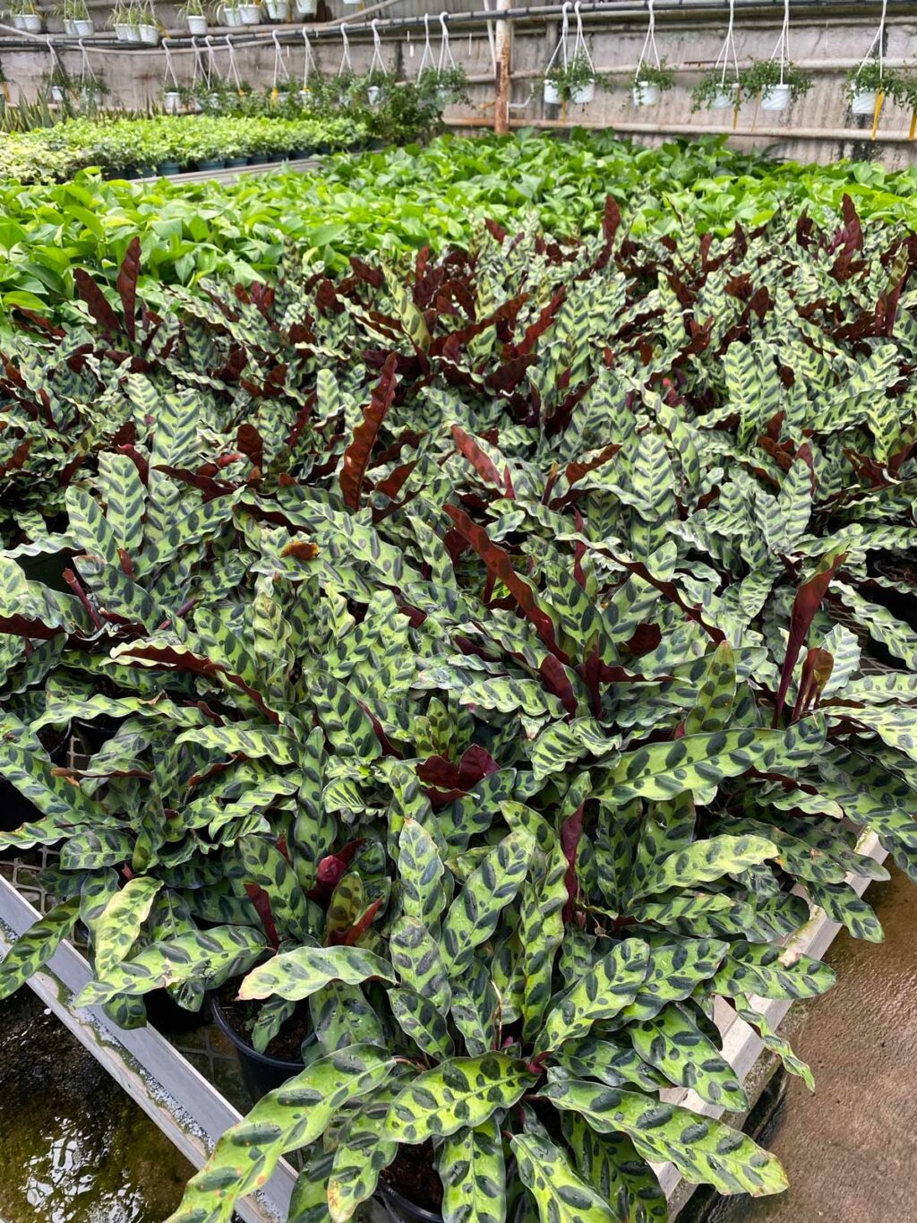 39 Stunning Calathea Varieties to Take Your Breath Away