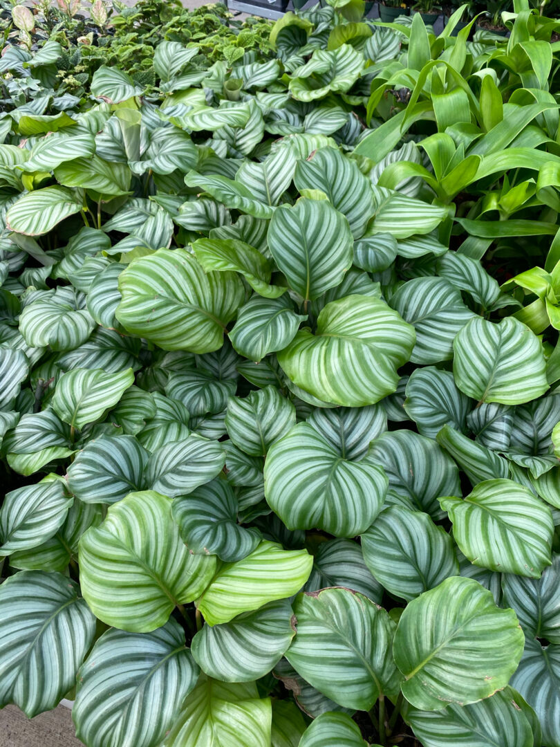 39 Stunning Calathea Varieties to Take Your Breath Away