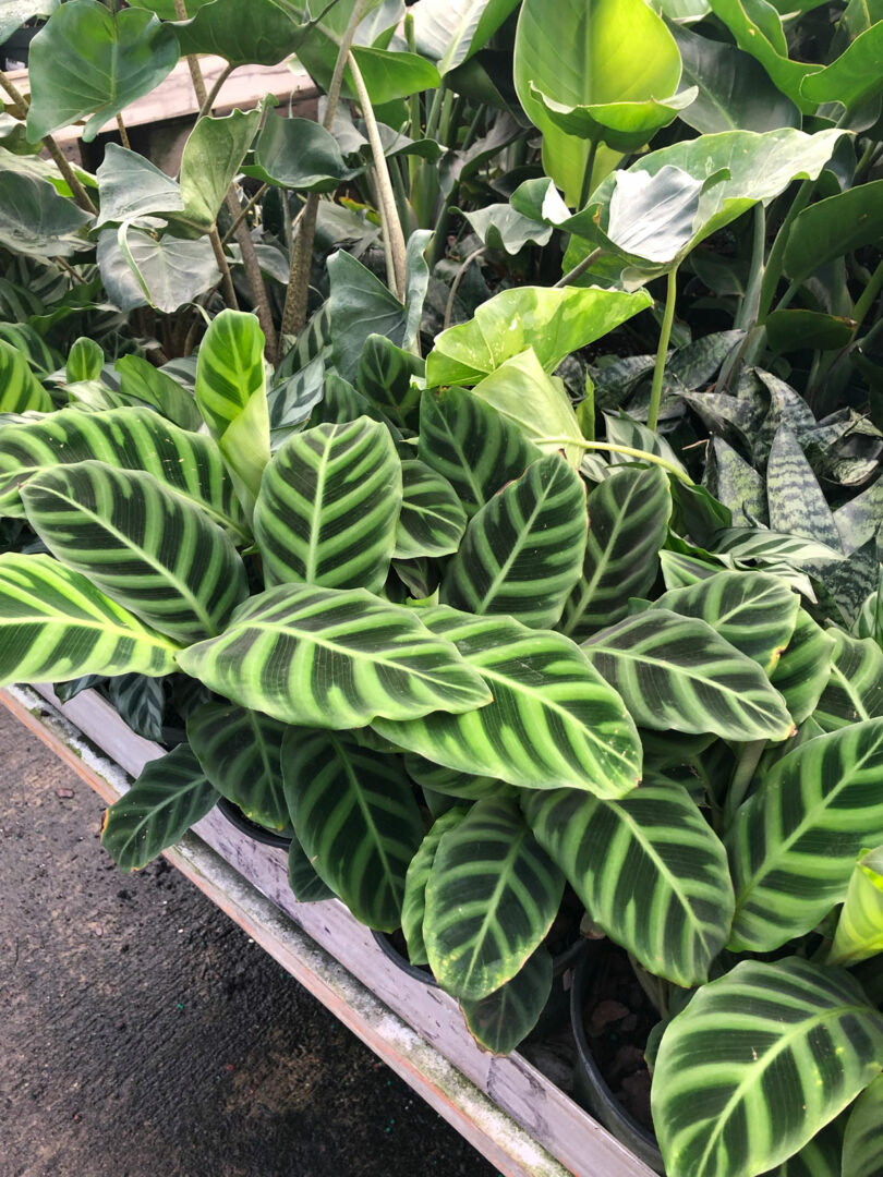 39 Stunning Calathea Varieties to Take Your Breath Away