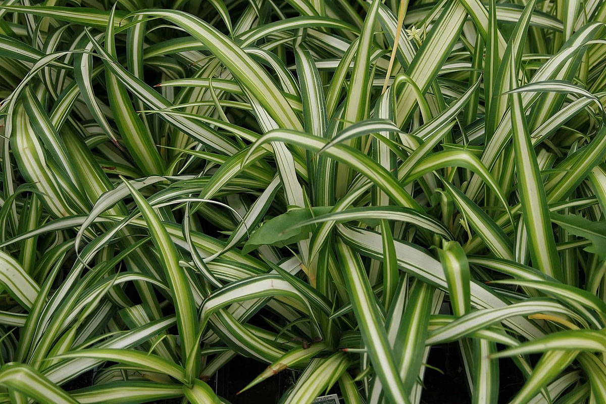 Spider Plant Brown Tips: 8 Most Common Causes w/ Fixes