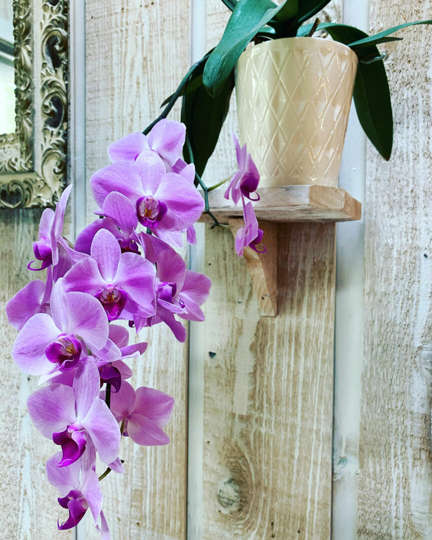 Growing Moth Orchids: Care, Watering, Reblooming and More