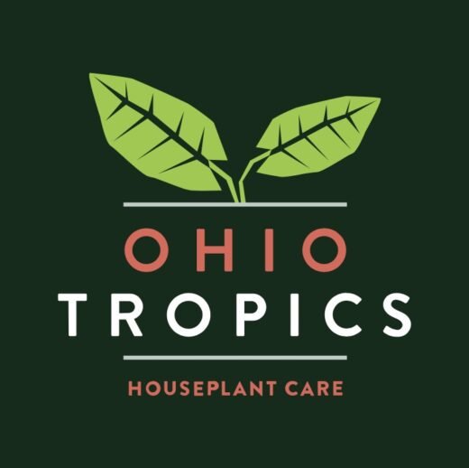 Amorphophallus konjac - 9 Care Tips for Voodoo Lily Amorphophallus konjac - 9 Care Tips for Voodoo Lily