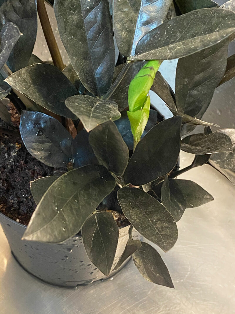 ZZ Raven Care: 5 Awesome Tips For a Thriving Plant