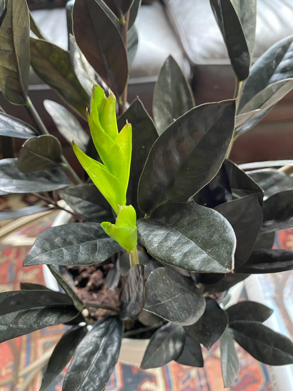 ZZ Raven Care: 5 Awesome Tips For a Thriving Plant