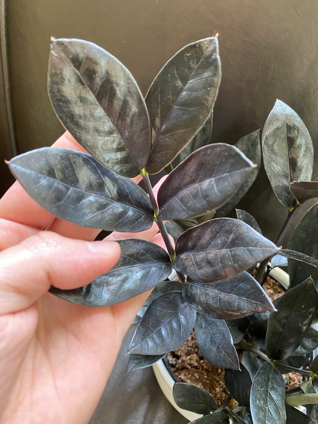 ZZ Raven Care: 5 Awesome Tips For a Thriving Plant