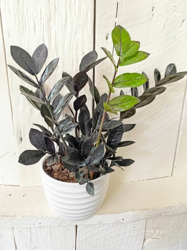 ZZ Plant Varieties: 15 Common, Rare and Variegated Types