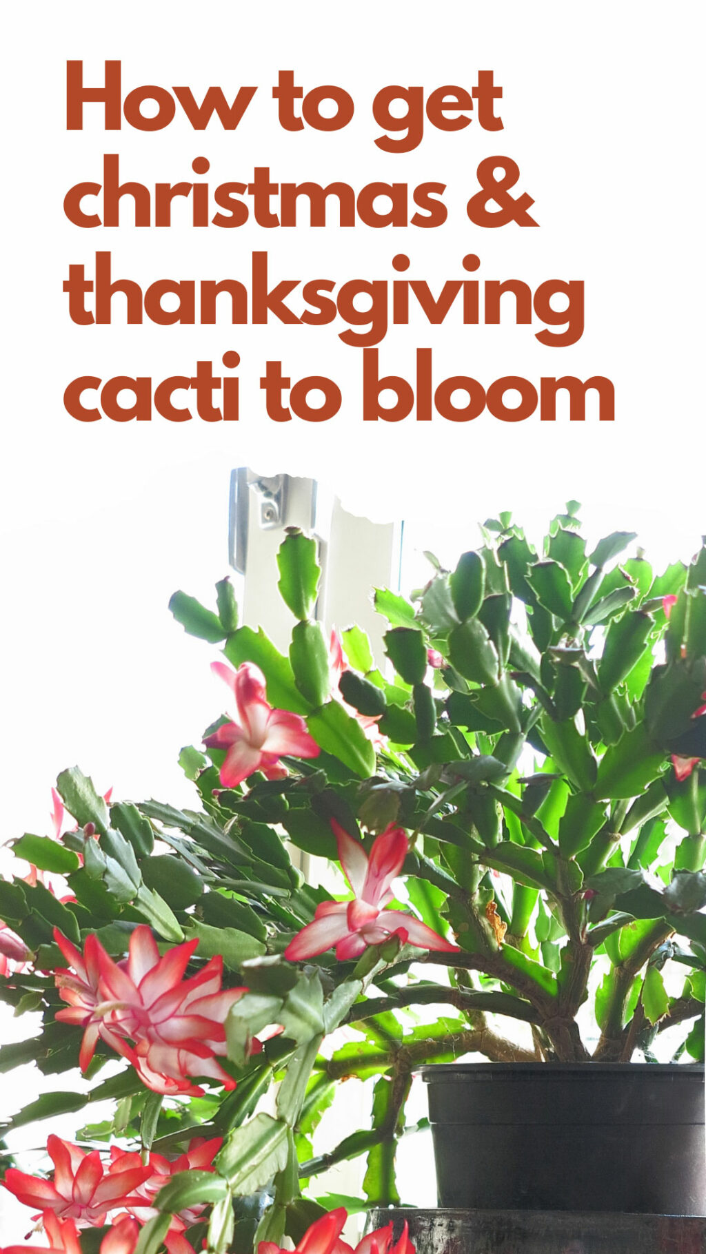 3 Secrets to Getting Christmas Cactus to Bloom + Care Tips