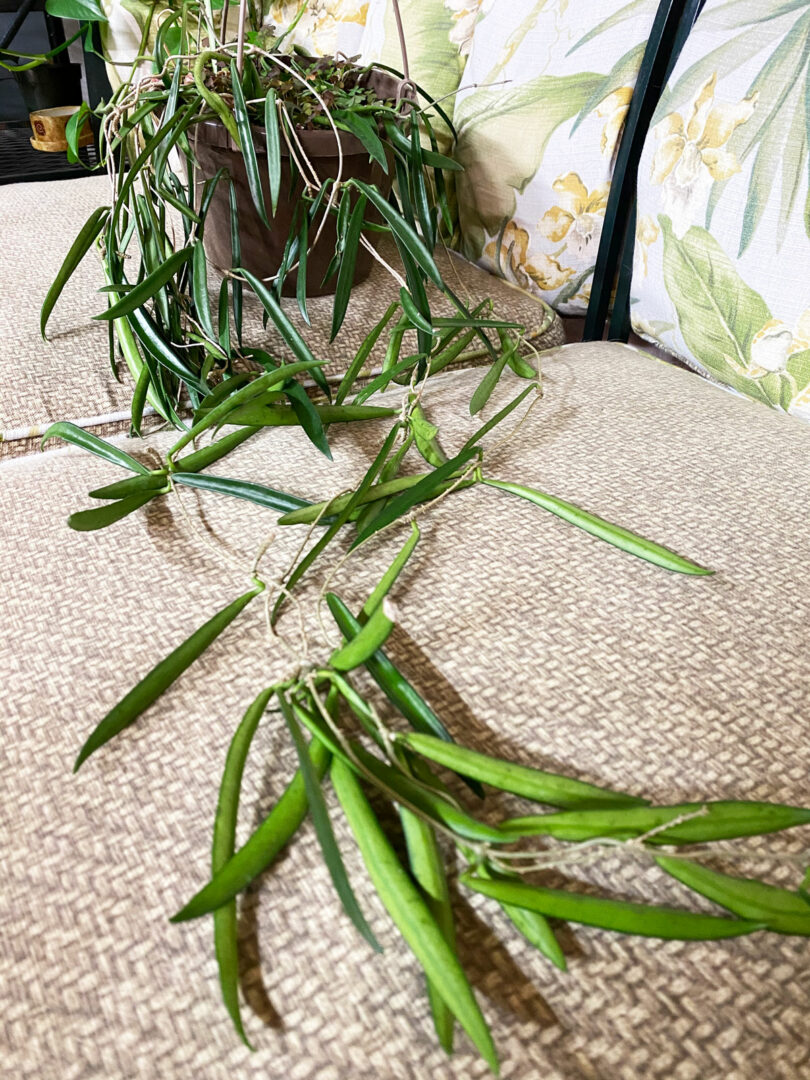 Hoya Shepherdii: 7 Expert Care Tips for String Bean Hoya