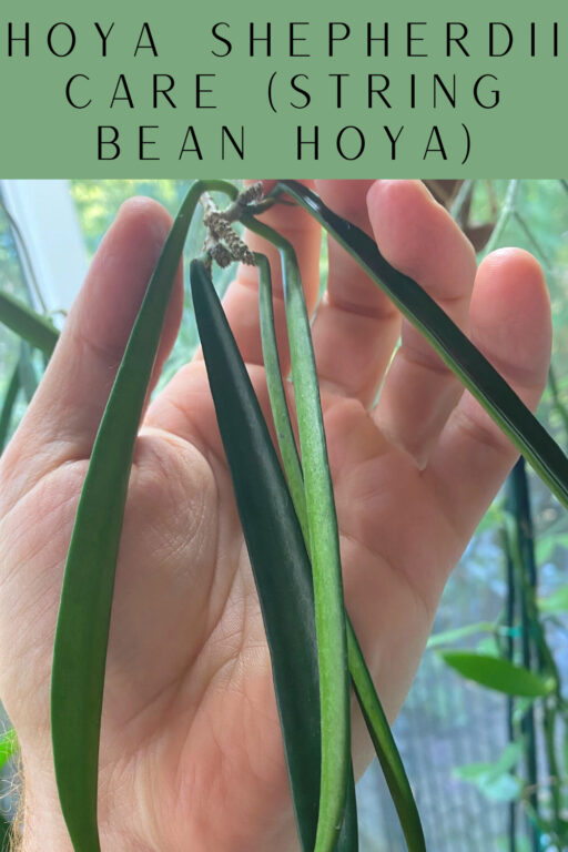 Hoya Shepherdii: 7 Expert Care Tips for String Bean Hoya
