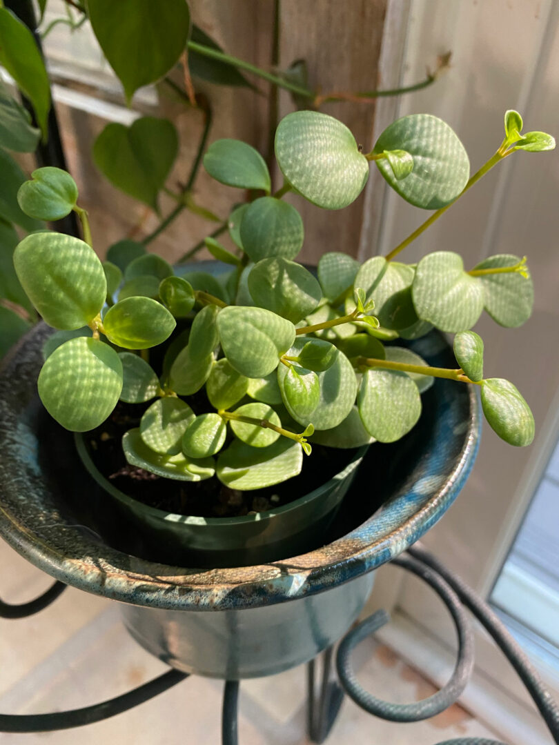 Peperomia Hope Care Guide: 7 Great Tips for Success